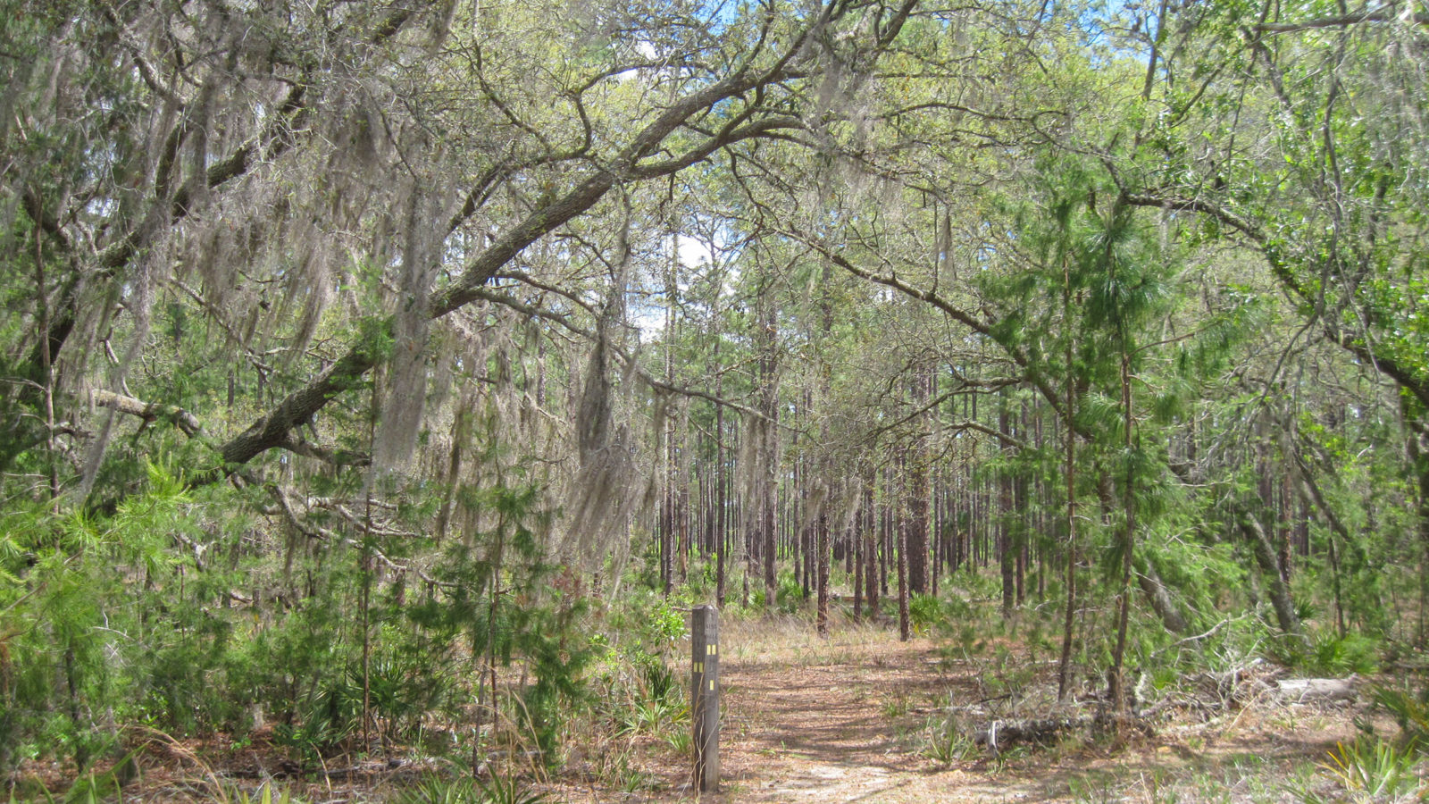 Lake George Trail, Silver Glen Springs – Florida Hikes