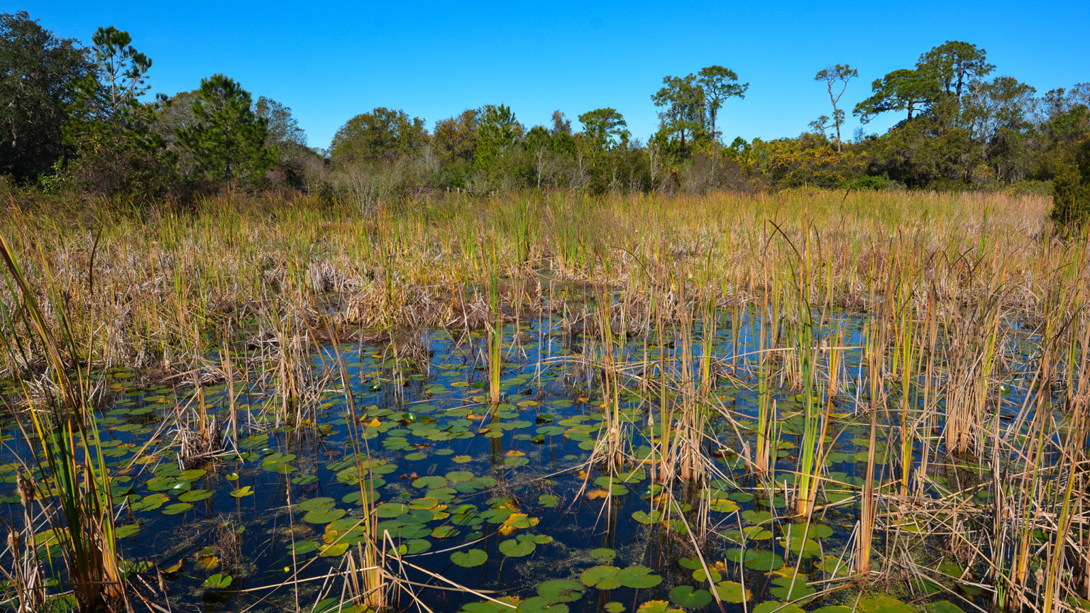 Sawgrass Lake Park – Florida Hikes