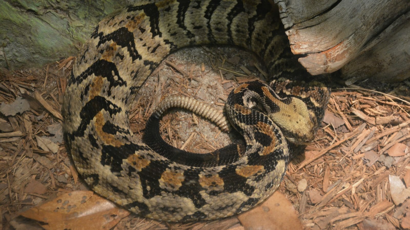 How to identify venomous snakes in Florida – Florida Hikes