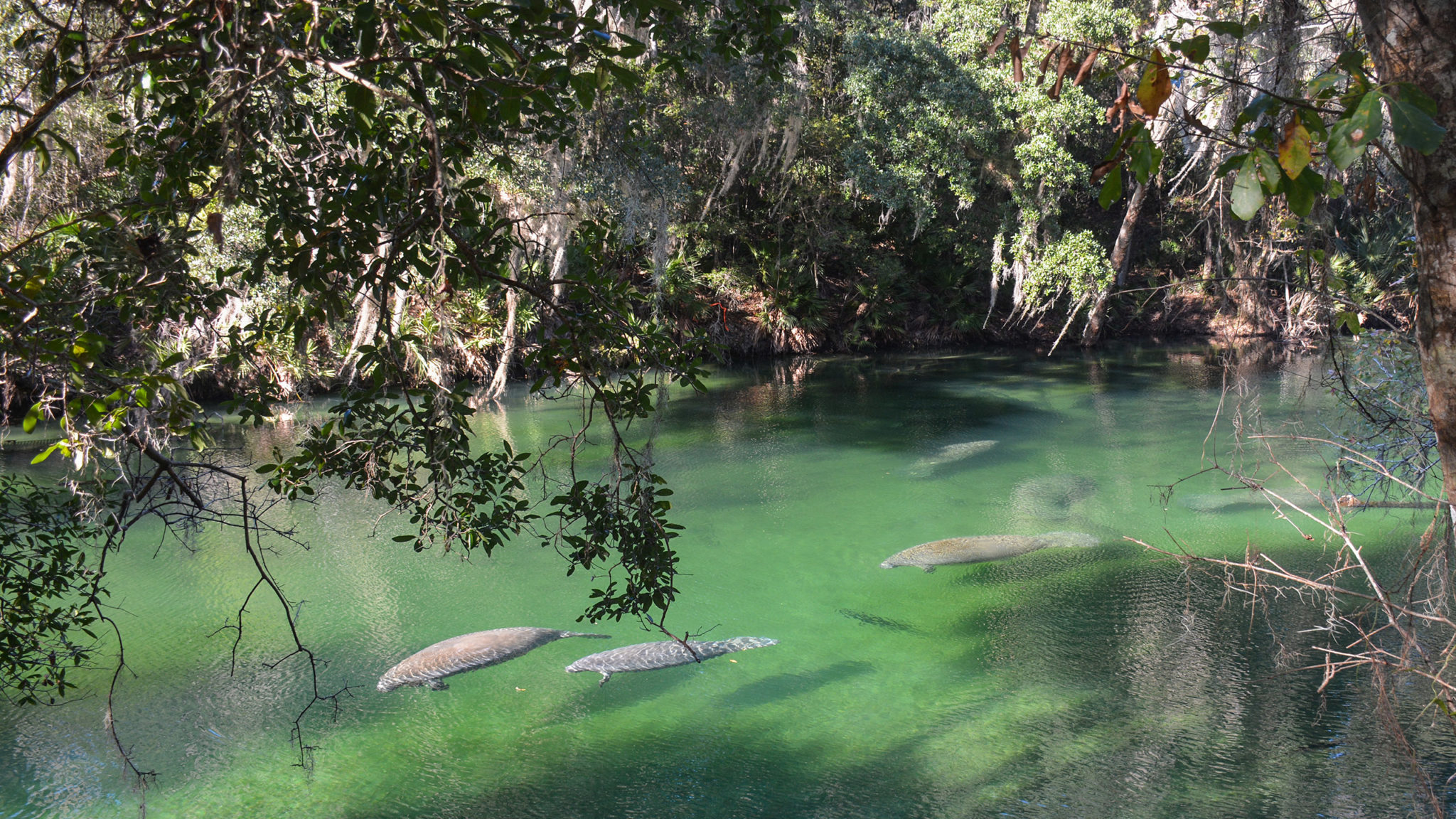 Map of Florida Springs – Florida Hikes