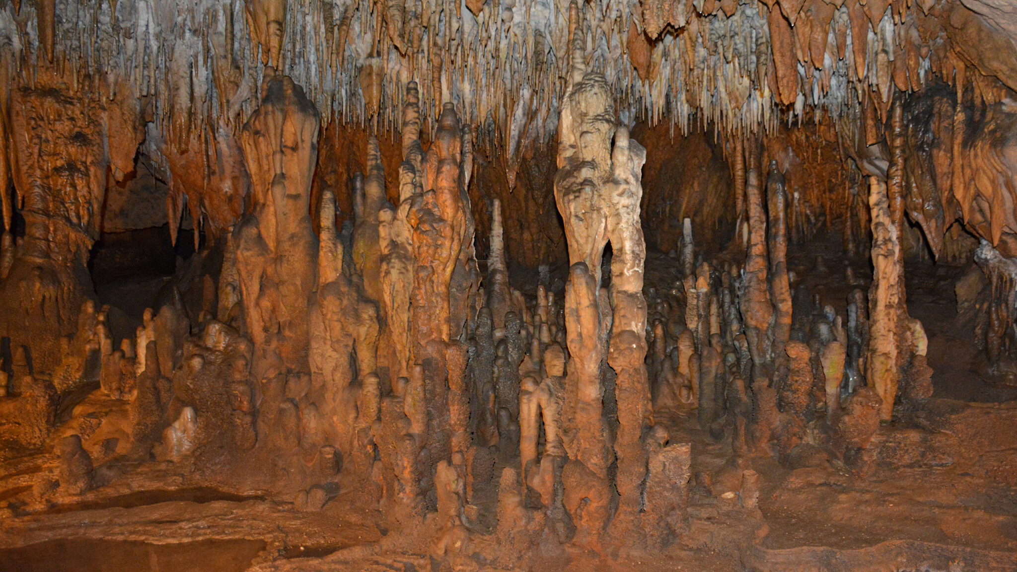Caverns Trail System, Florida Caverns State Park – Florida Hikes