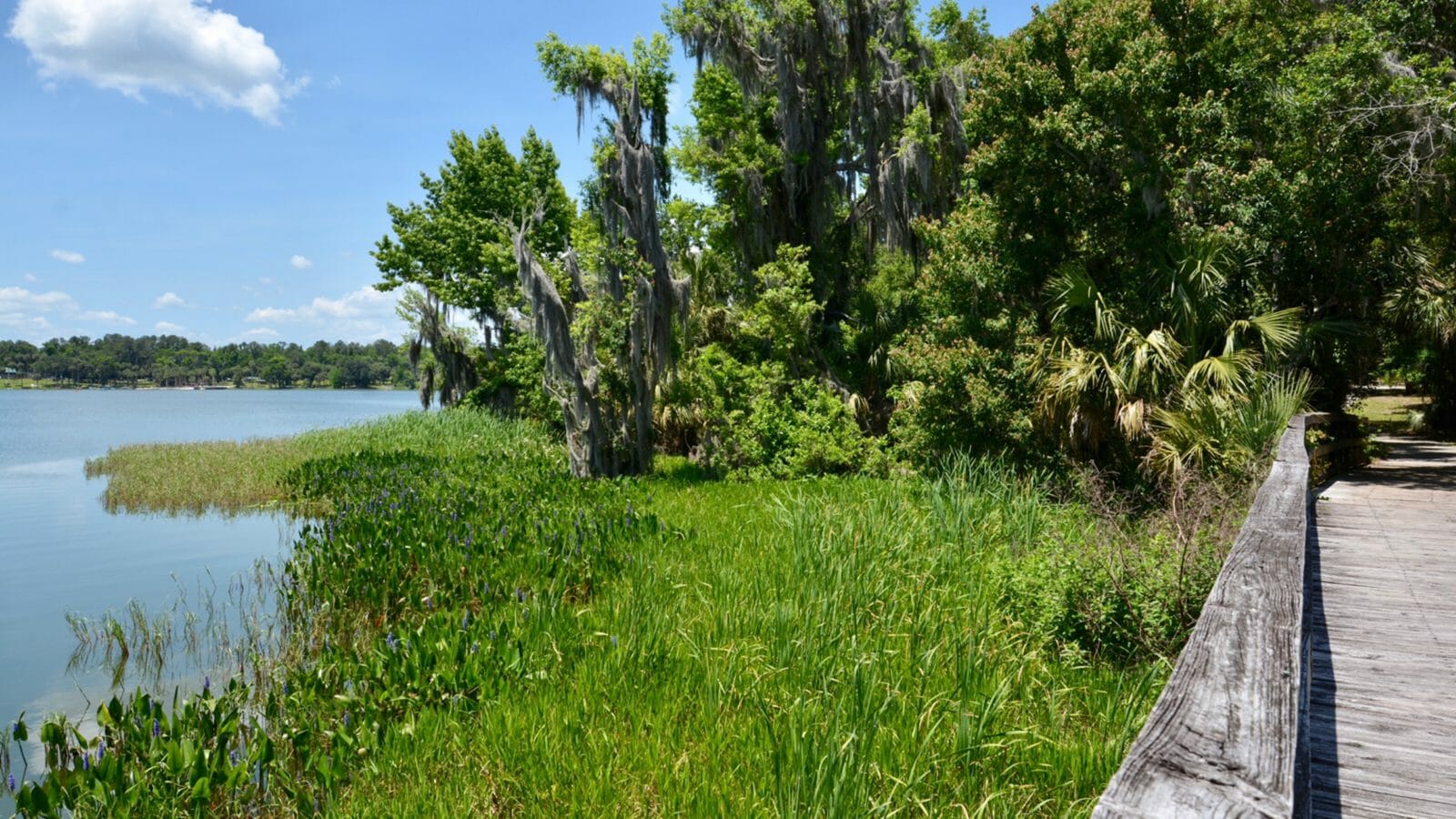 Bolens Bluff Trail, Paynes Prairie Preserve State Park – Florida Hikes