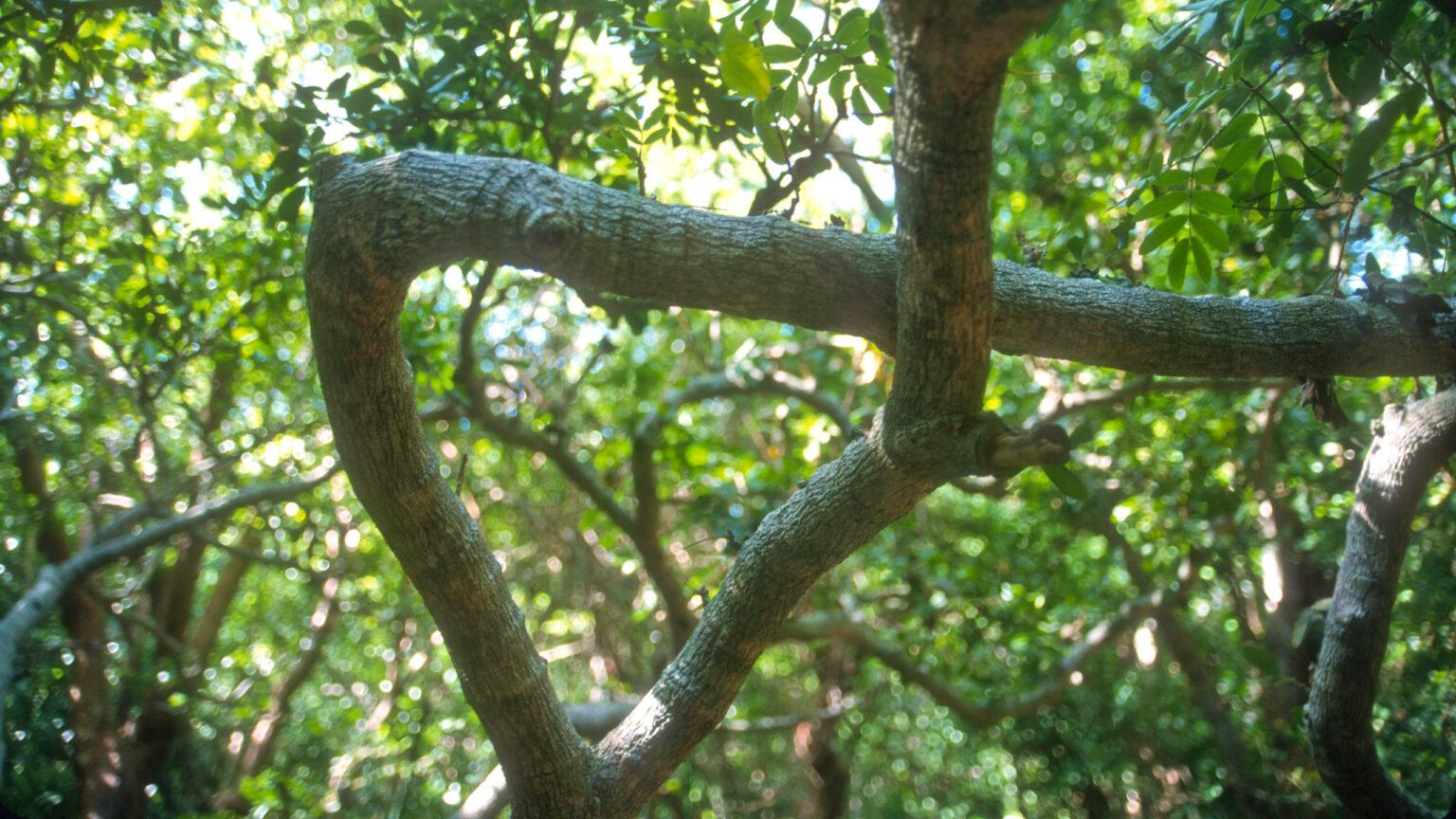 Lignumvitae Key Botanical State Park – Florida Hikes