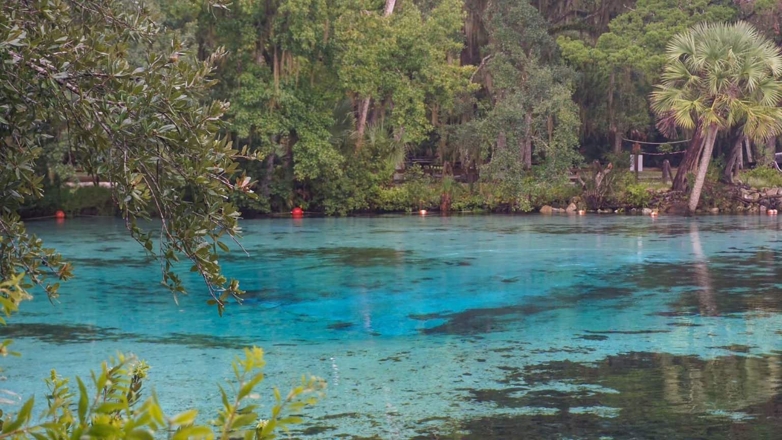 Silver Glen Springs, Ocala National Forest – Florida Hikes