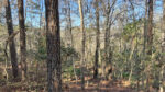 Graham Swamp Preserve – Florida Hikes