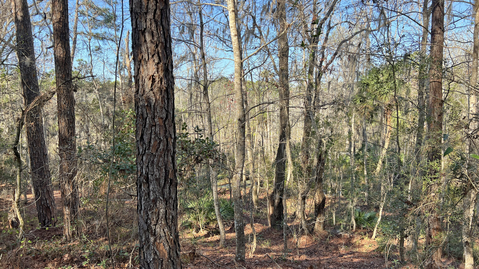 Graham Swamp Preserve – Florida Hikes