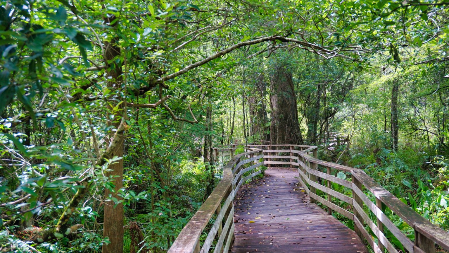 Corkscrew Swamp Sanctuary – Florida Hikes