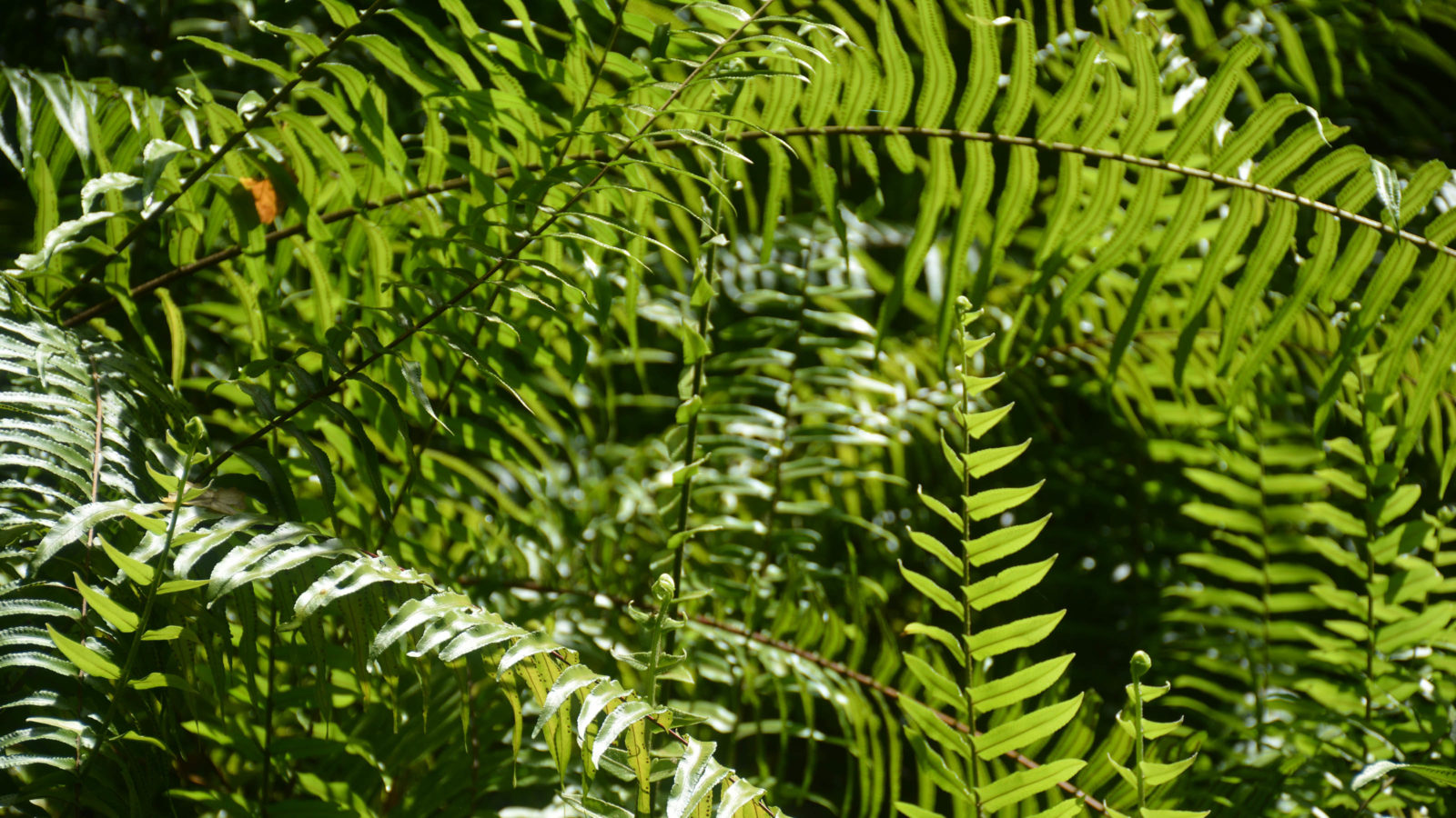 Florida Canoe and Kayak Launches – Florida Hikes