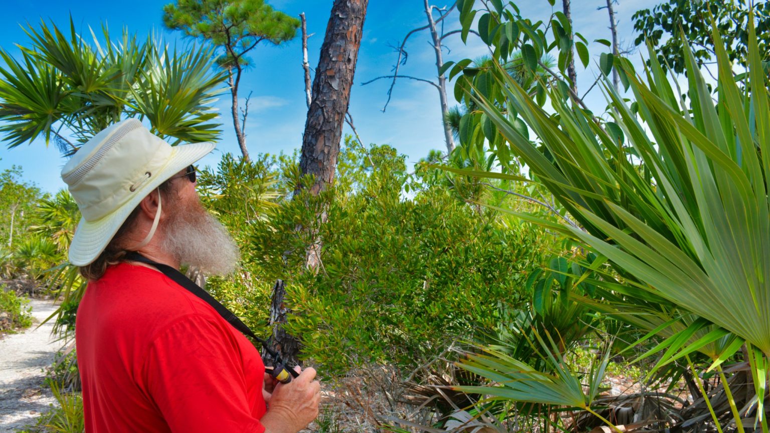 Plant Identification–Identify Florida Trees Flora – Florida Hikes