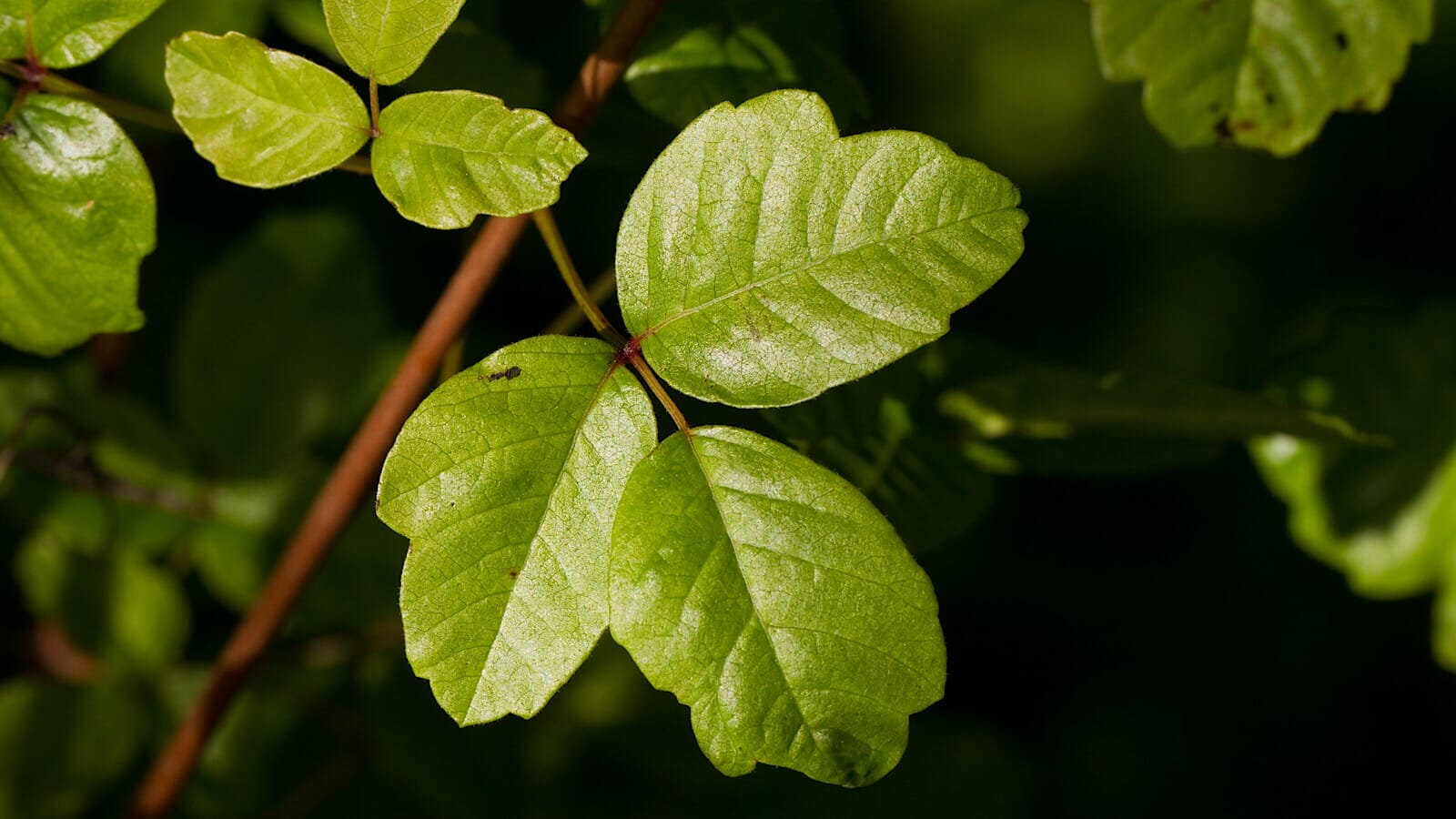 Poisonous Trees in Florida – Florida Hikes