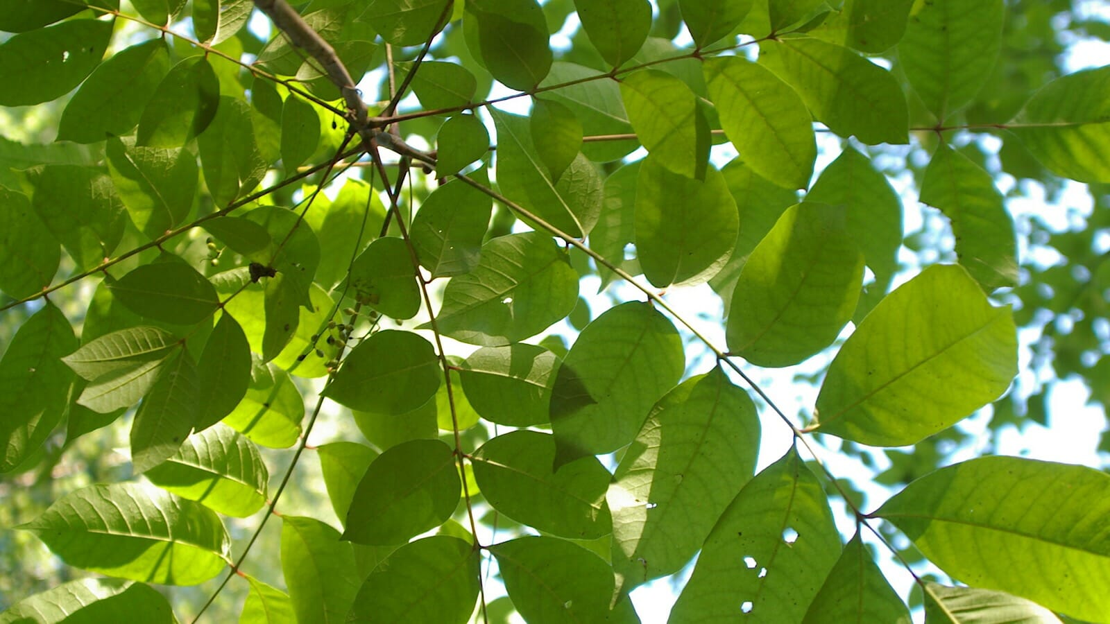 Poisonous Trees in Florida – Florida Hikes