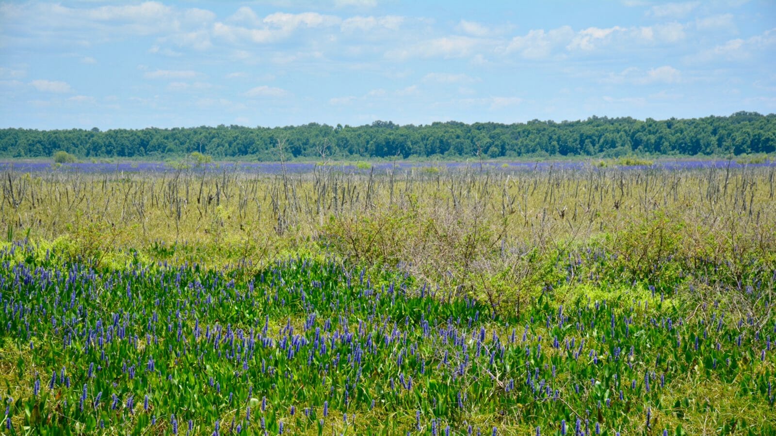 Paynes Prairie Preserve State Park – Florida Hikes