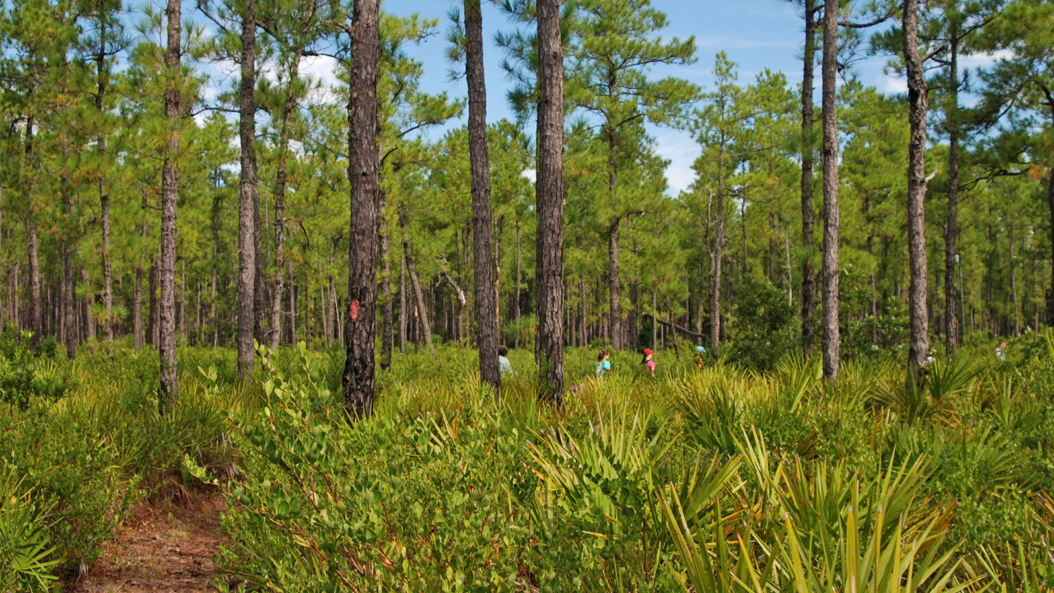 National Forests in Florida – Florida Hikes