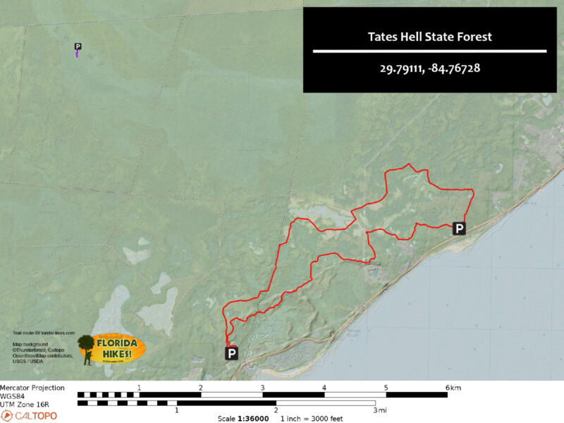 High Bluff Coastal Hiking Trail, Tates Hell State Forest – Florida Hikes