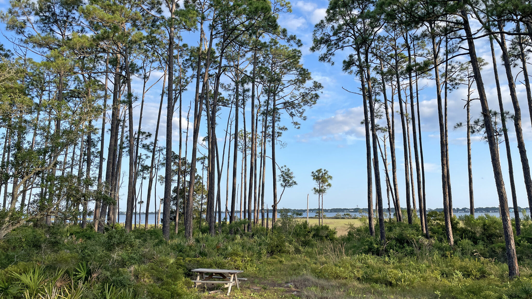 Dead Lakes Park | Florida Hikes