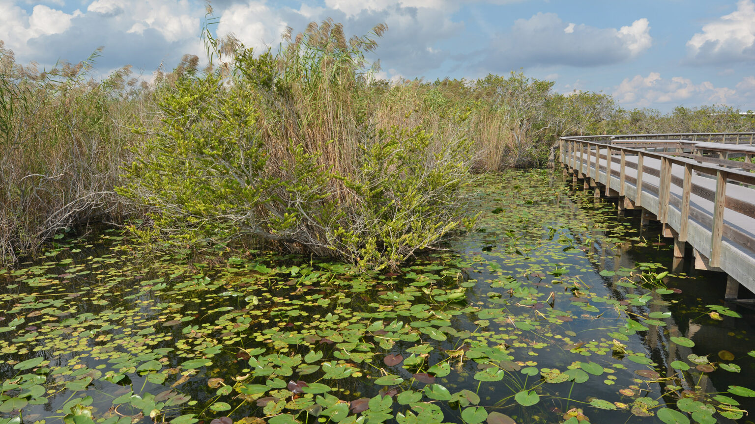Hiking Everglades National Park – Florida Hikes
