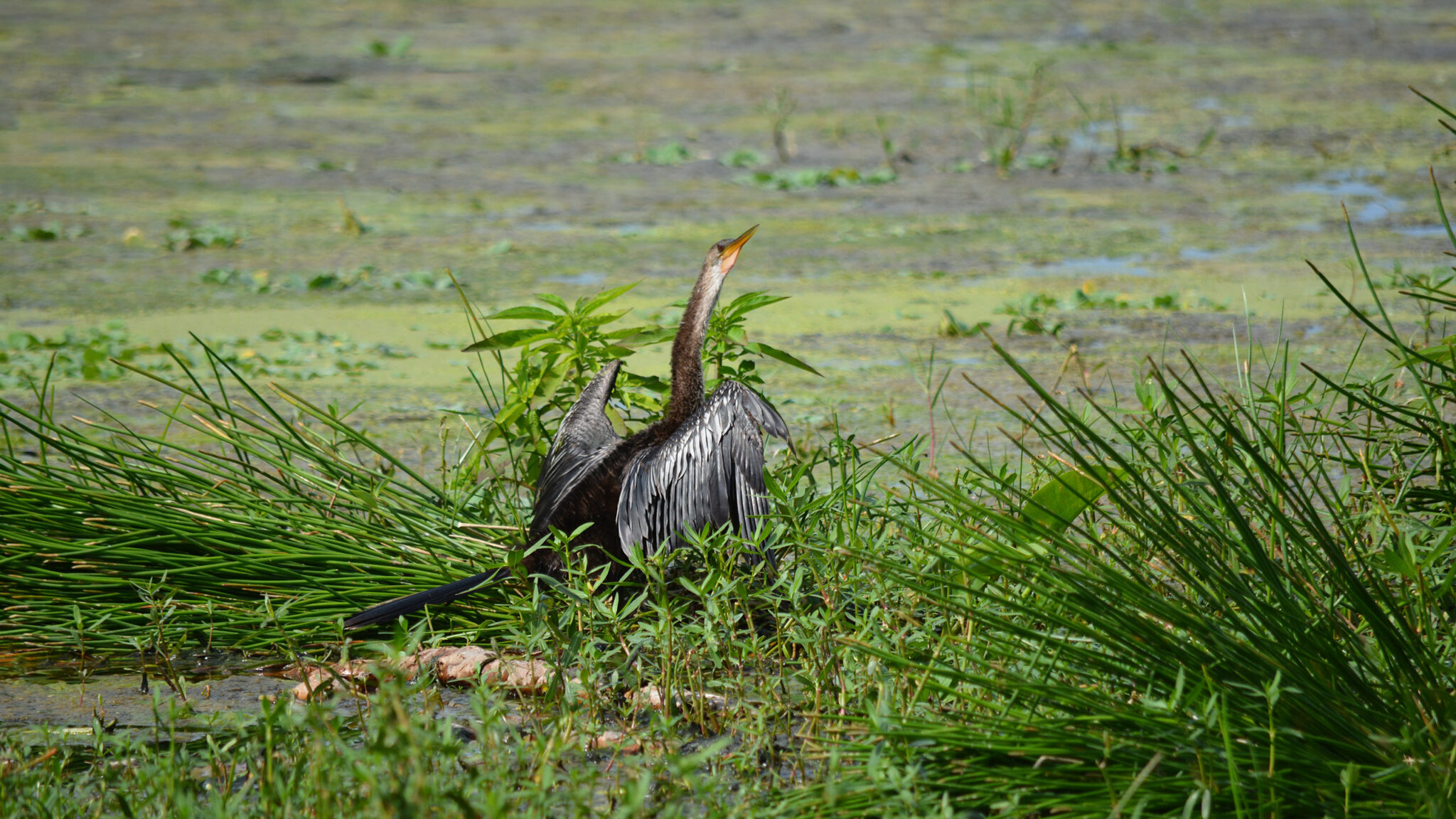 Bird Identification – Identify Florida Birds – Florida Hikes