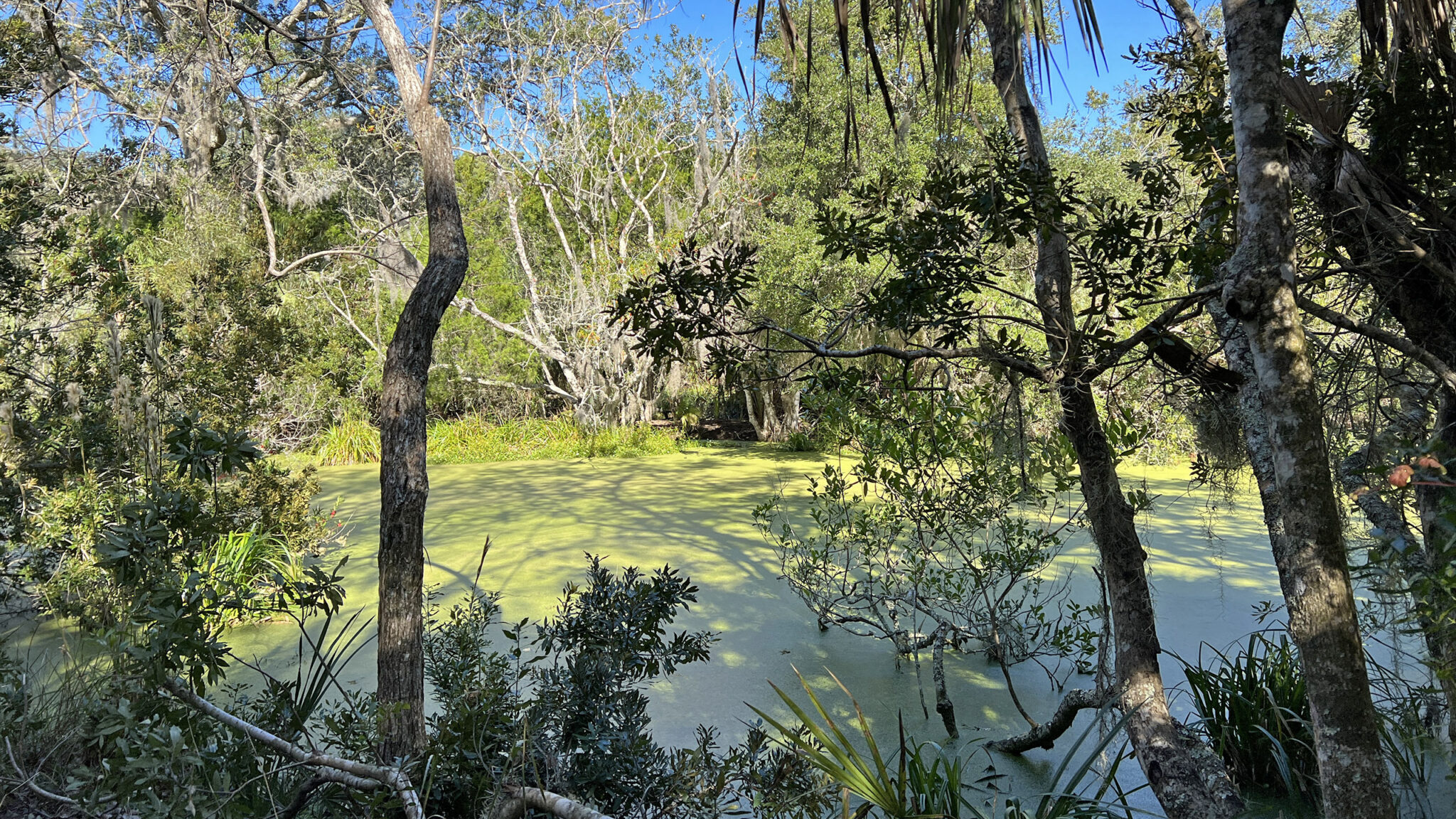 Spanish Pond, Timucuan Preserve – Florida Hikes