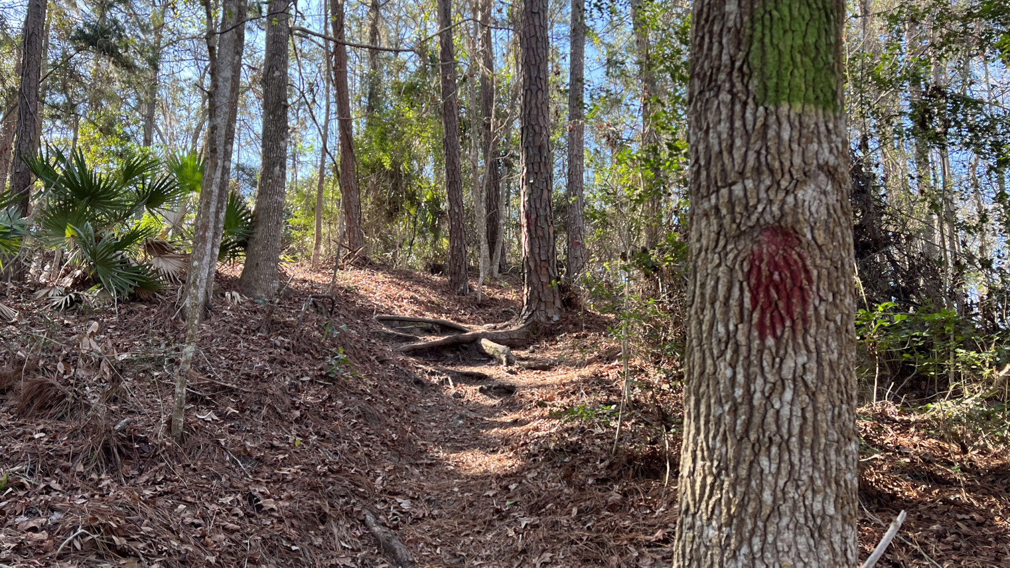 Graham Swamp Preserve – Florida Hikes