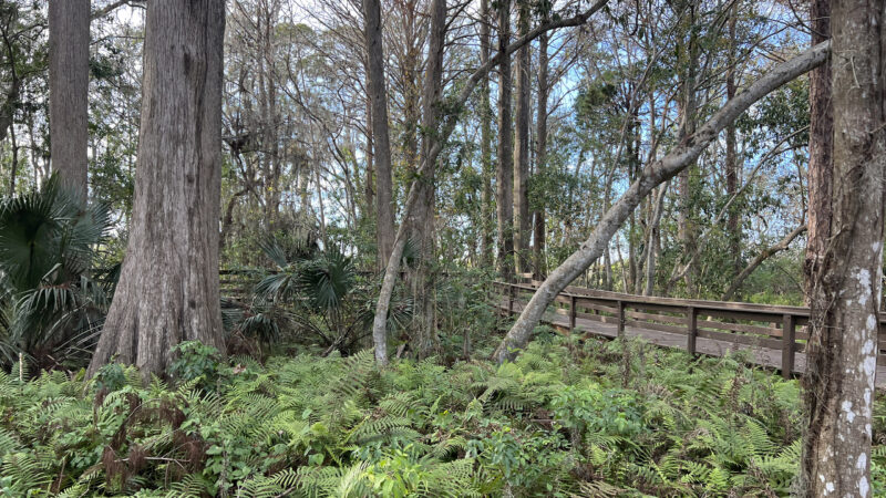 Bill Frederick Park at Turkey Lake – Florida Hikes