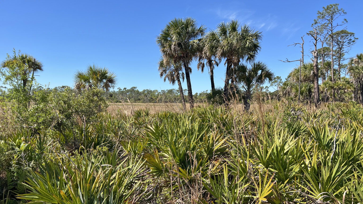 Robinson Preserve – Florida Hikes