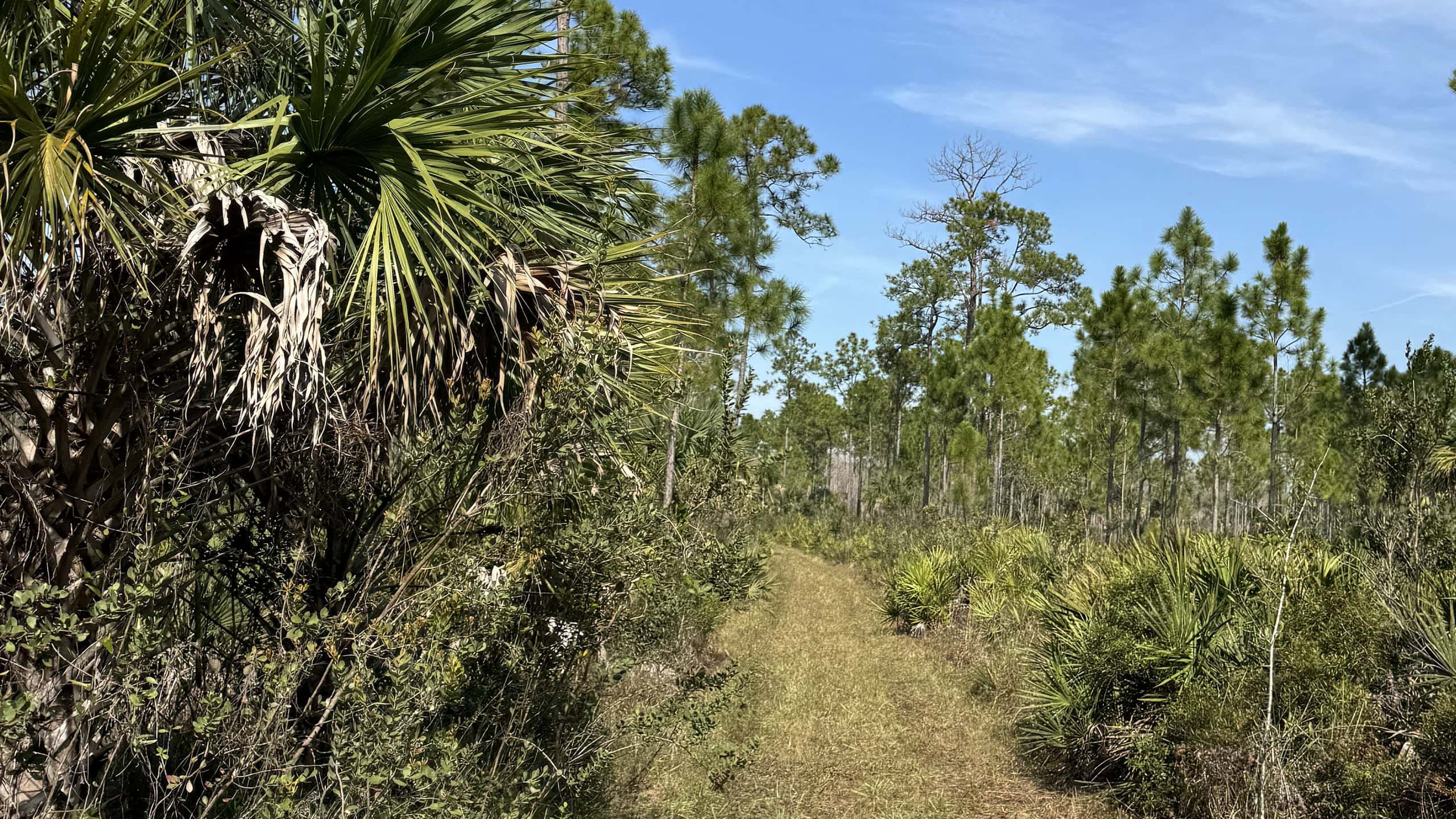 North Loop, Big Cypress National Preserve – Florida Hikes