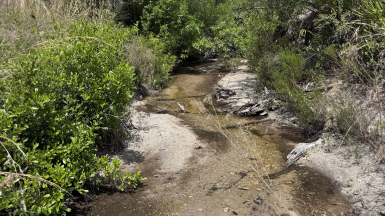 Shoal River Headwaters State Par – Florida Hikes
